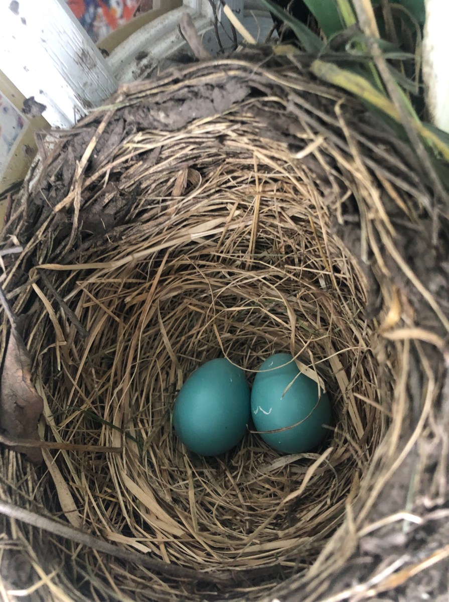 Bird in Nest. Do Not Disturb. | Dare Boldly